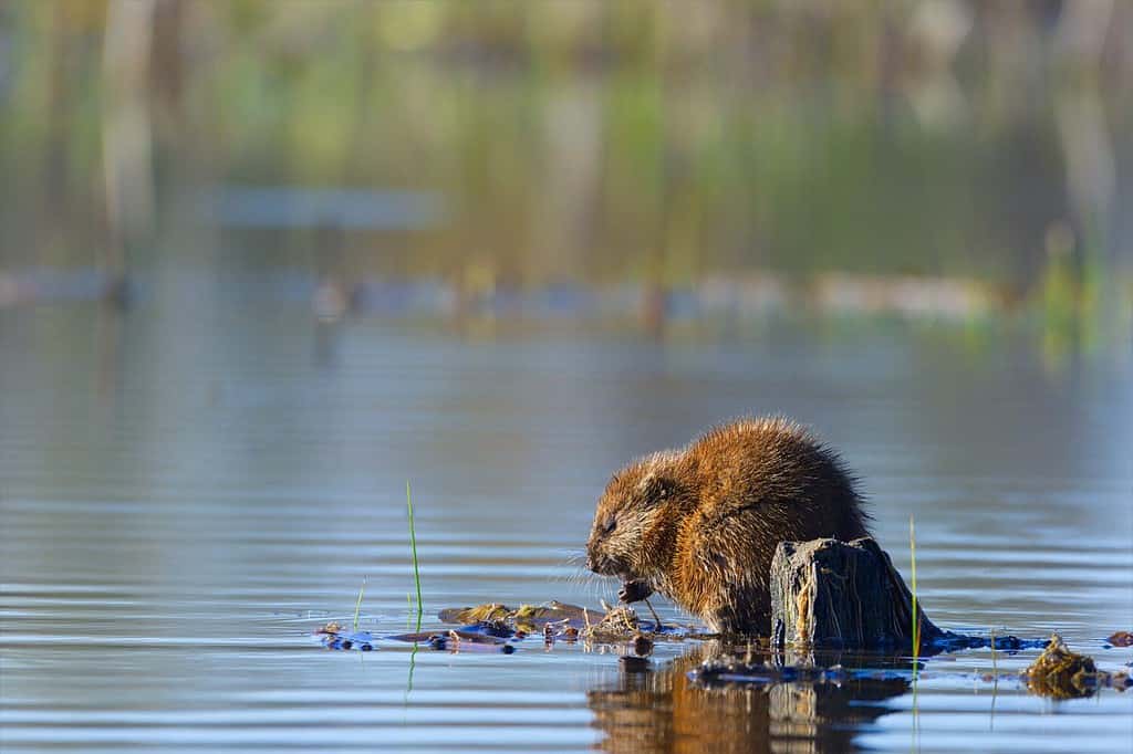 Baby Muskrat: 6 Pictures and Incredible Facts - A-Z Animals