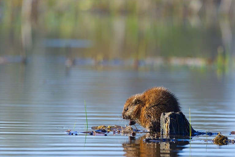 Baby Muskrat: 6 Pictures and Incredible Facts - A-Z Animals