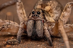 The Largest Spiders You'll Find in Michigan - A-Z Animals