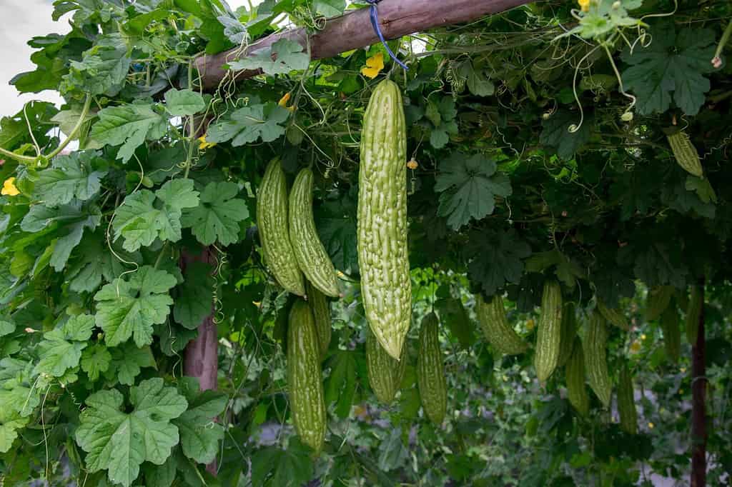 Discover the 19 Fruits That Start With B - A-Z Animals
