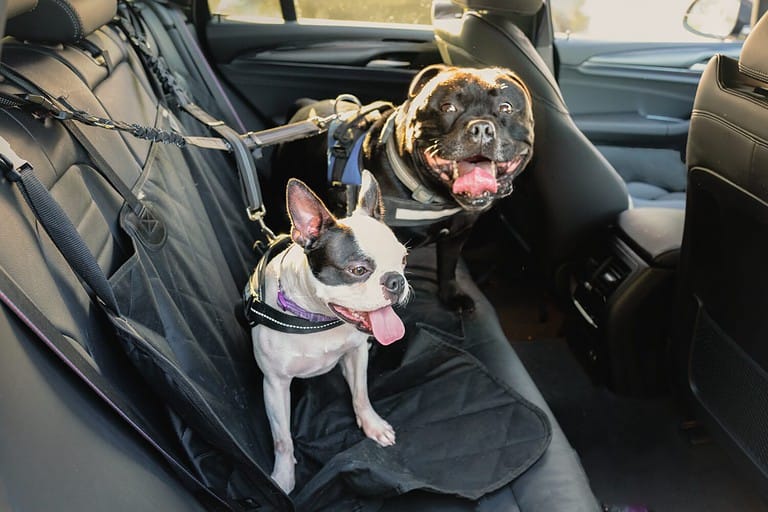 15 Tips for Keeping Your Dog Calm on Car Trips - A-Z Animals