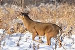 How Fast Are Deer? Top Speeds and How It Compares to Its Predators - A ...