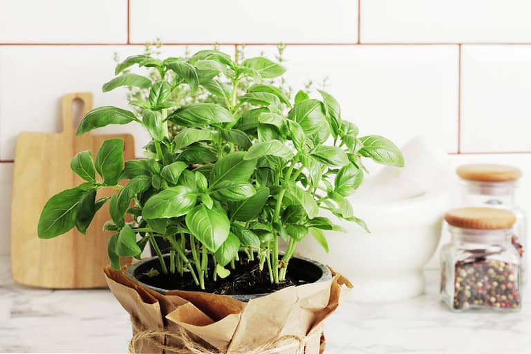 19 Plants That Repel Pesky Aphids - A-Z Animals