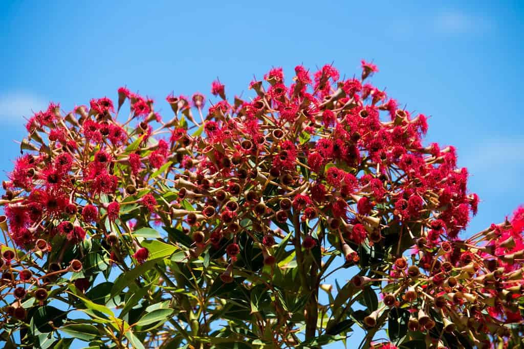 10 Gorgeous Red Flowering Trees in Florida - A-Z Animals