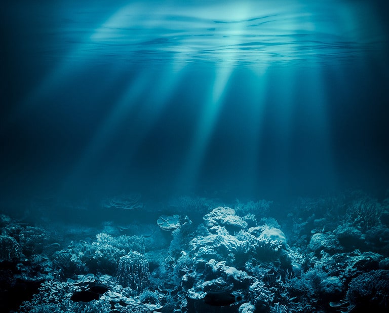 Deep Sea Surprise: 800+ New Marine Species Uncovered - A-Z Animals