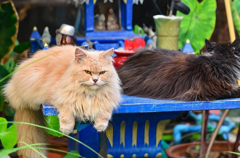 Persian Cat Colors: Rarest to Most Common - A-Z Animals