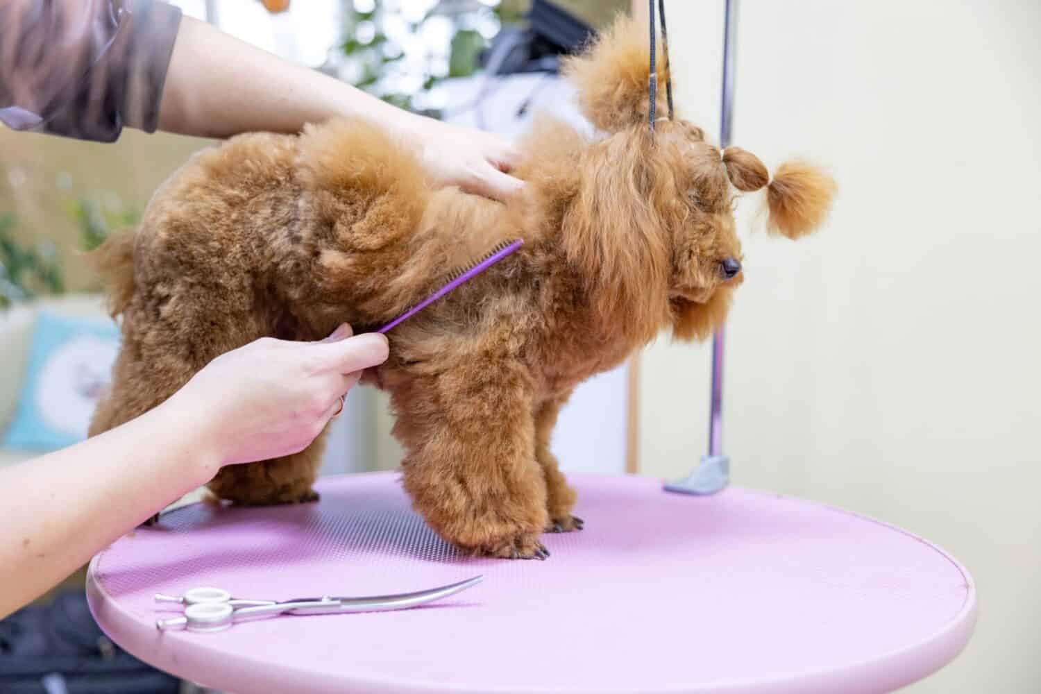 How to Groom a Poodle: 2 Styles, 10 Steps - A-Z Animals