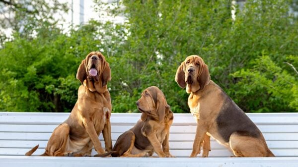 Male vs. Female Bloodhound: 5 Key Differences - A-Z Animals