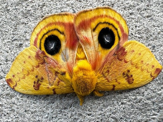 The 12 Most Common Moths You'll Find in Ohio - A-Z Animals