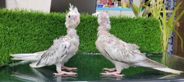 Baby Cockatiel Chick: 9 Pictures and 9 Incredible Facts - A-Z Animals