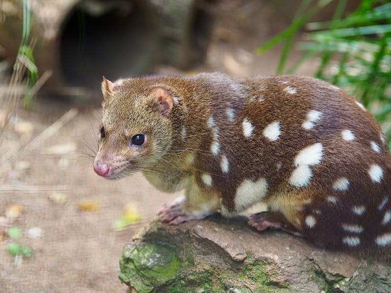 Their 3-Week Mating Frenzy Routinely Kills This Marsupial - A-Z Animals