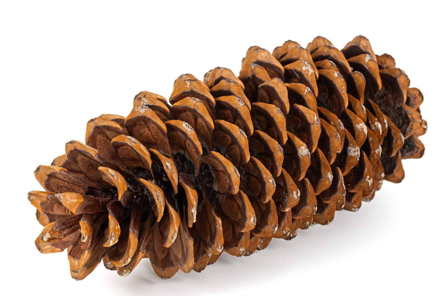 Redwood vs. Yellow Cedar Tree: 6 Differences Between These Towering ...