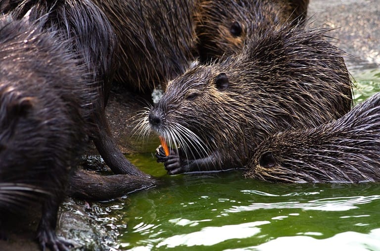 Baby Muskrat: 6 Pictures and Incredible Facts - A-Z Animals
