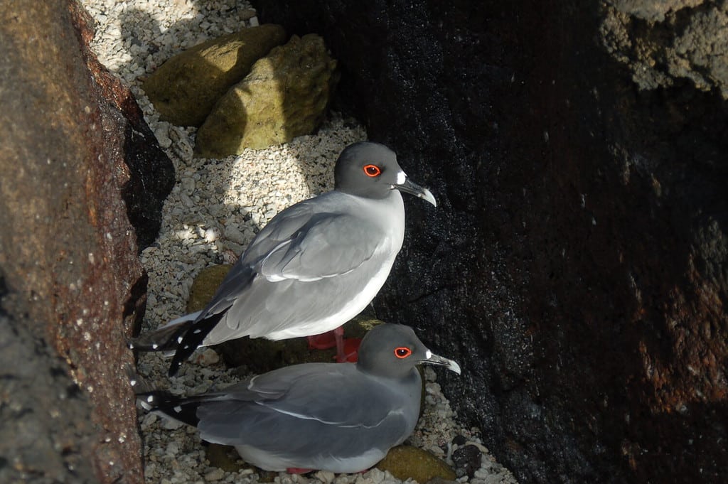 8 Wild Facts About the Swallow-Tailed Gull - A-Z Animals