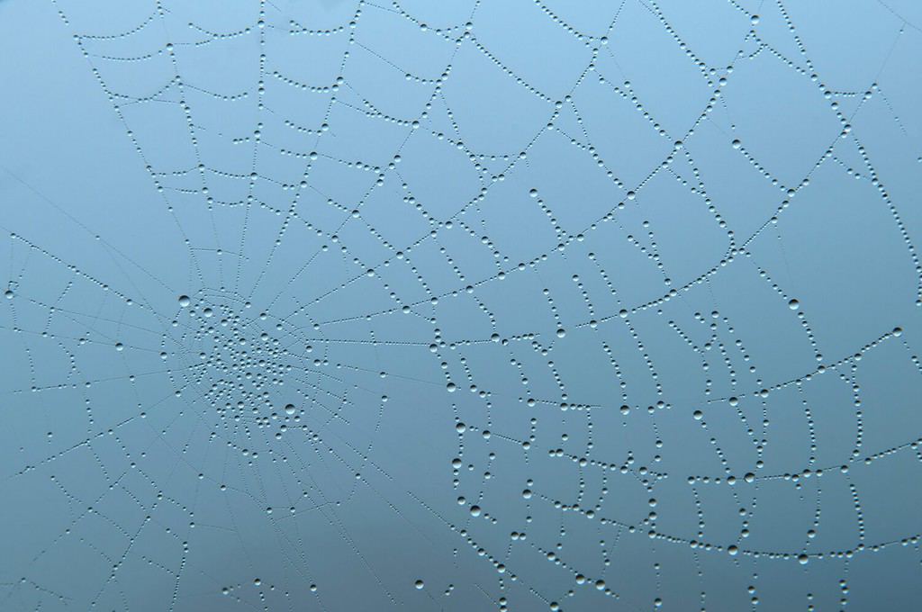 The Top 10 Fastest Spiders in the World - A-Z Animals