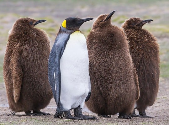 Discover the Amazing Colors of the Various Types of Penguins - A-Z Animals