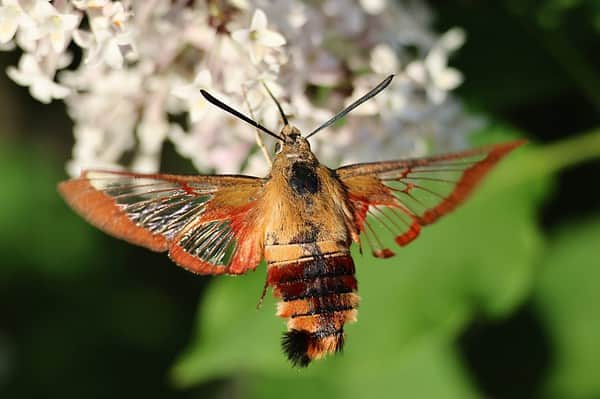 5 Moths That Look Like Hummingbirds and How to Identify Them - A-Z Animals