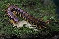 Baby Centipede: 5 Pictures and 5 Incredible Facts - A-Z Animals