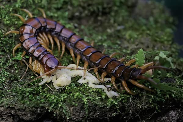 Baby Centipede: 5 Pictures and 5 Incredible Facts - A-Z Animals