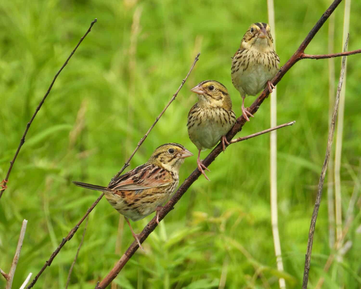 Meet The 19 Incredible Sparrows Found in Michigan - A-Z Animals
