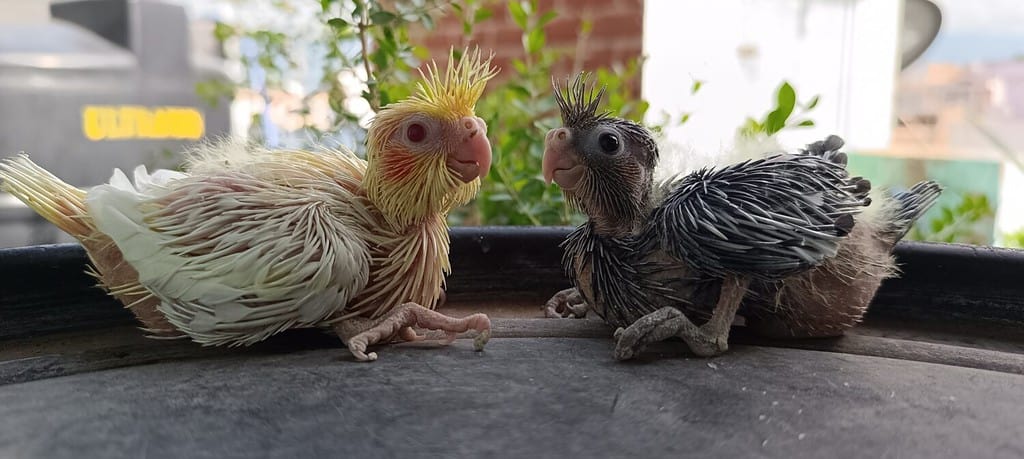 Baby Cockatiel Chick: 9 Pictures and 9 Incredible Facts - A-Z Animals