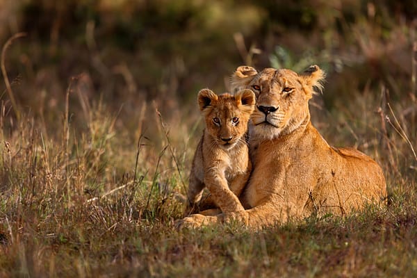 How Tall Are Lions? See Their Height on All Fours and On Hind Legs - A ...