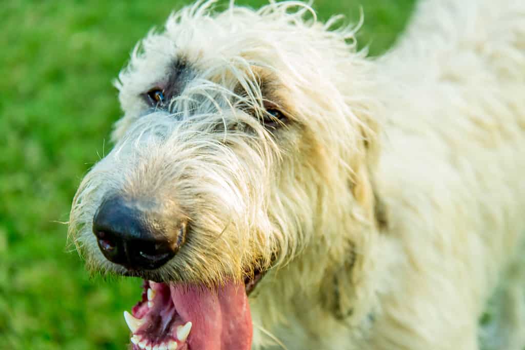 Irish Wolfhound Colors: Rarest to Most Common - A-Z Animals
