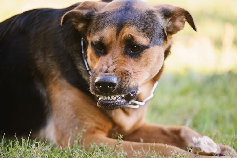 The 36 Most Badass and Tough Dog Names - A-Z Animals