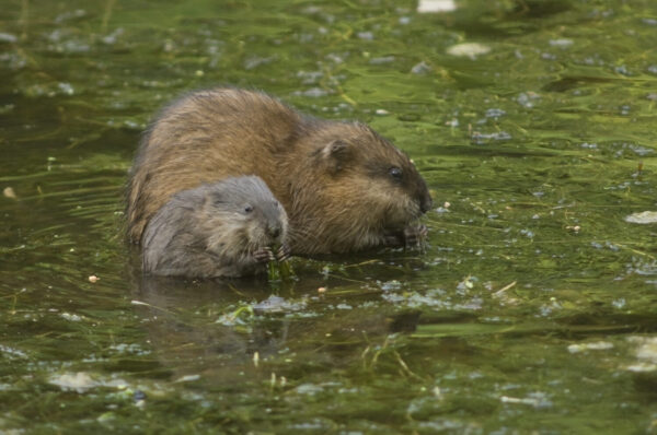 Baby Muskrat: 6 Pictures and Incredible Facts - A-Z Animals