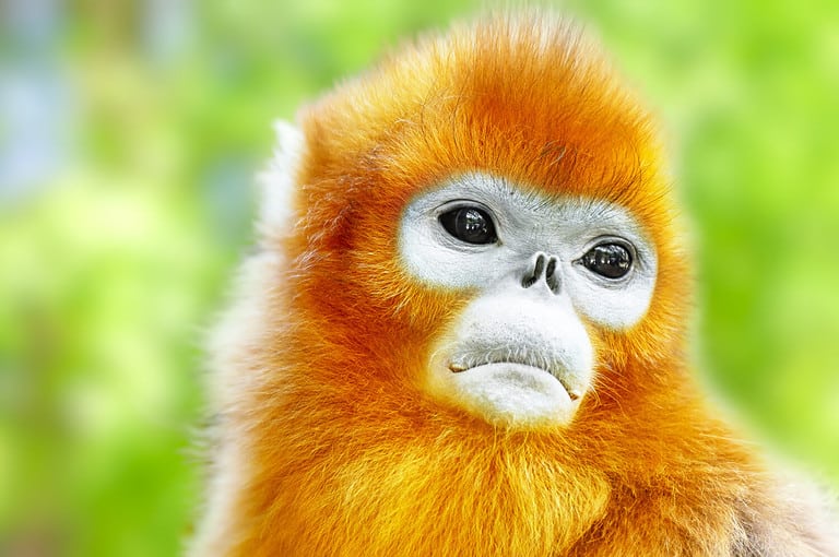 Old World Monkeys vs. New World Monkeys: 7 Key Differences - A-Z Animals