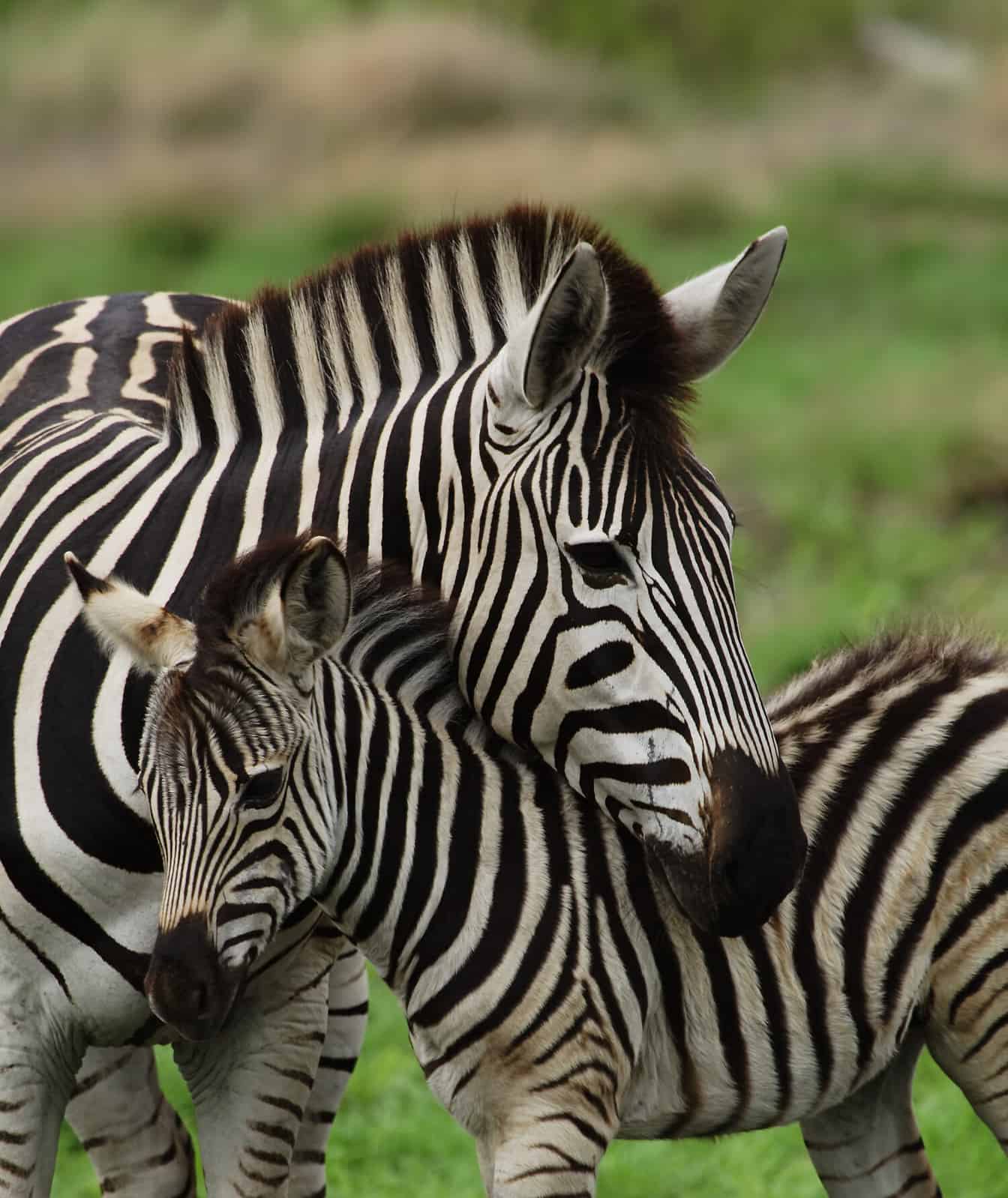 Explore the World of Zebras: A Unit Plan for Kids - A-Z Animals
