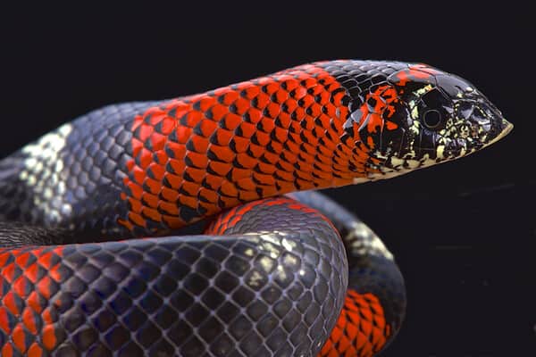 Baby Hognose Snake: 10 Pictures and 10 Amazing Facts - A-Z Animals