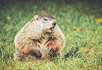Beyond Punxsutawney: The Real Science of America’s Most Famous Weather ...