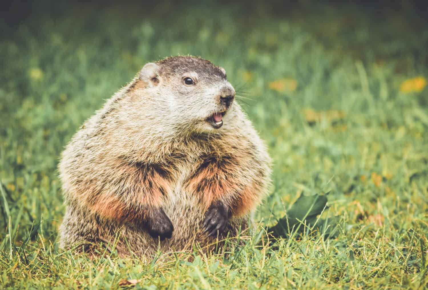 6 Impressive Facts About Woodchucks - A-Z Animals