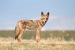 Where Do Coyotes Make Their Dens? 5 Common Locations