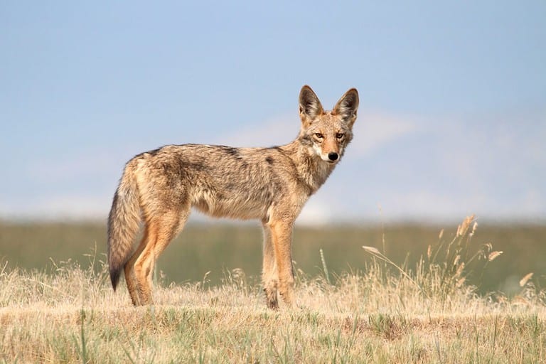 Coyotes in Ohio: Population, Common Locations, Hunting Rules, and More ...