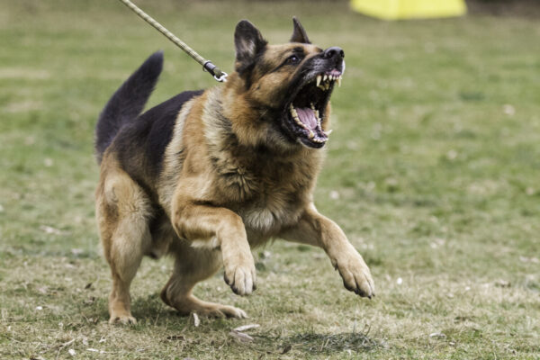 The 36 Most Badass and Tough Dog Names - A-Z Animals