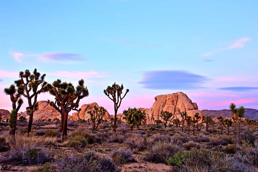 Discover the Yucca Moth: The Sole Pollinator of the Joshua Tree - A-Z ...