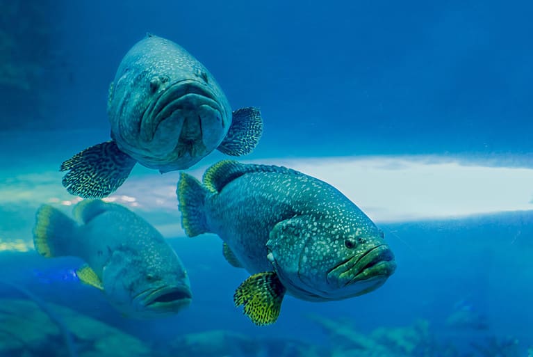 14 Fish with Big Lips (Photos and the Best Ones for Your Tank) - A-Z ...