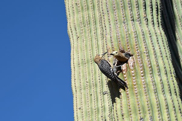 A Closer Look at the Fish and Freshwater Life of the Gila River - A-Z ...