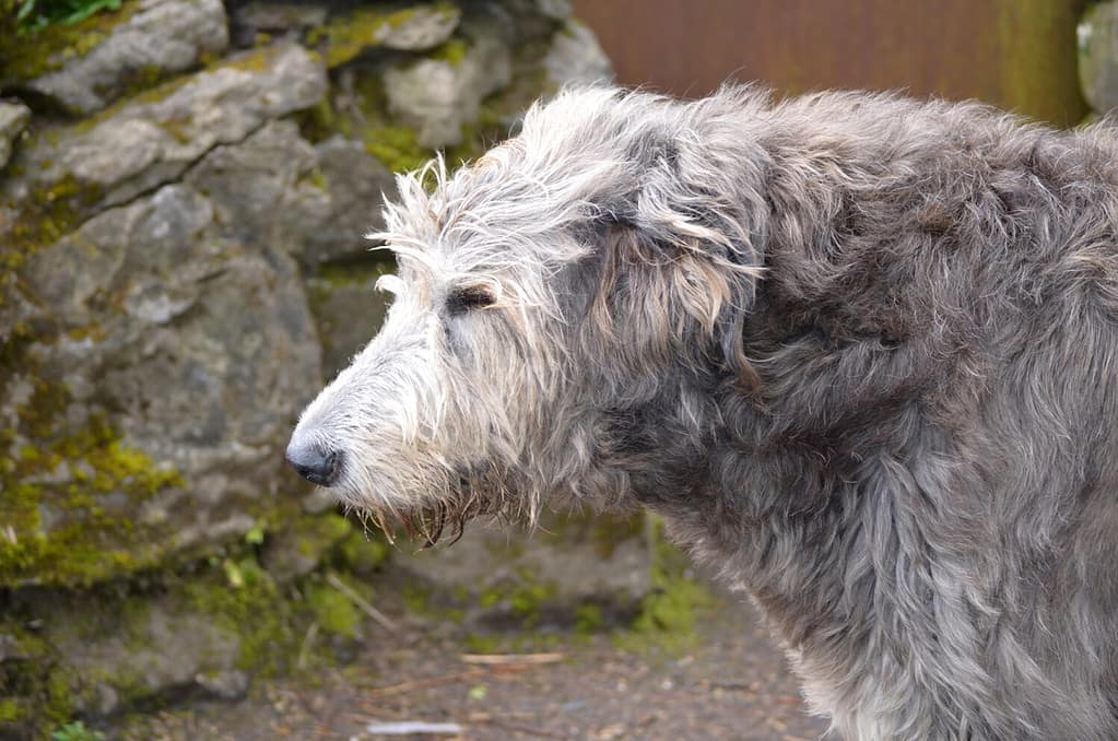 Irish Wolfhound Colors: Rarest to Most Common - A-Z Animals