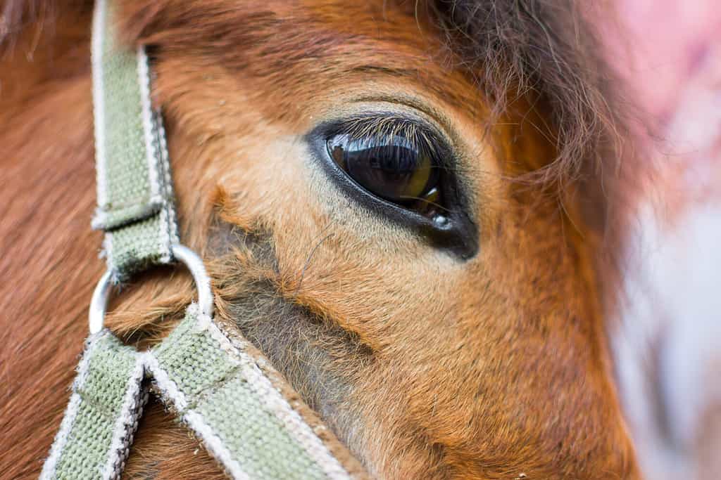 6 Common Reasons Owners and Trainers Cover Horses' Eyes - A-Z Animals