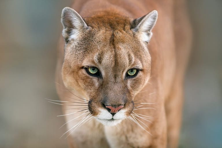 The Largest Predators Found in Every U.S. State - A-Z Animals