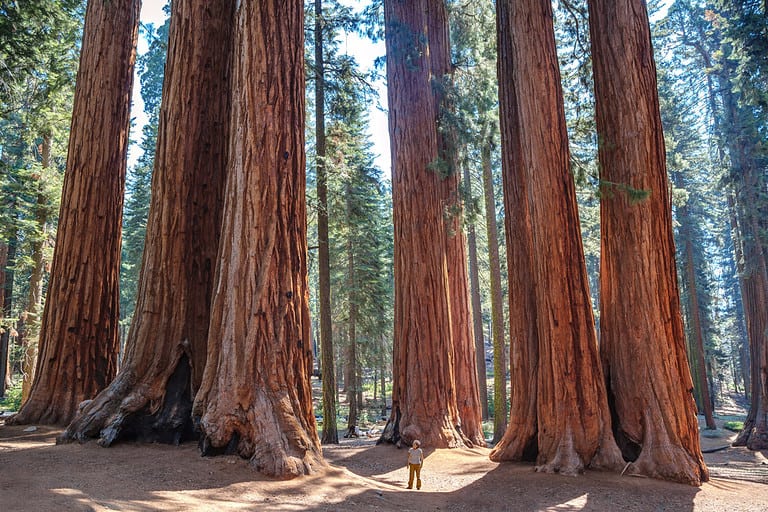 Everything You Need to Know About Animals in Sequoia National Park - A ...