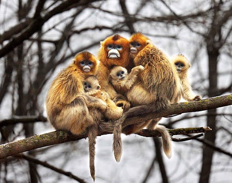 Why Do Monkeys Hug? Hugging Behavior Explained - A-Z Animals