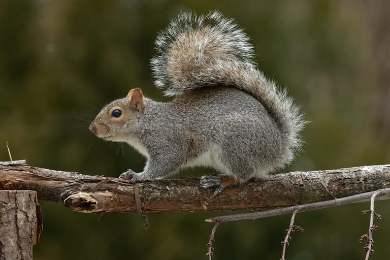 6 Sounds Squirrels Make and What Each Means - A-Z Animals