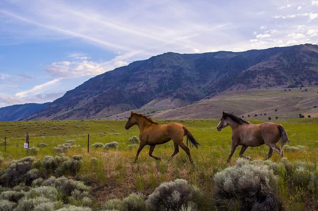 8 Places in America Where You Can Still See Wild Horses - A-Z Animals