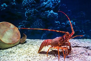How Animals Use Earth’s Magnetic Field to Navigate Vast Distances - A-Z ...