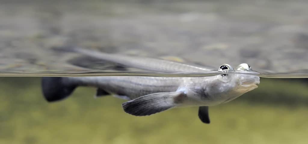 Nature’s Multi-Eyed Marvels: 16 Examples - A-Z Animals