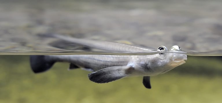 Nature’s Multi-Eyed Marvels: 16 Examples - A-Z Animals